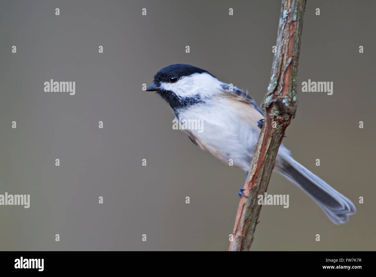 Poecile carolinensis hi-res stock photography and images - Alamy