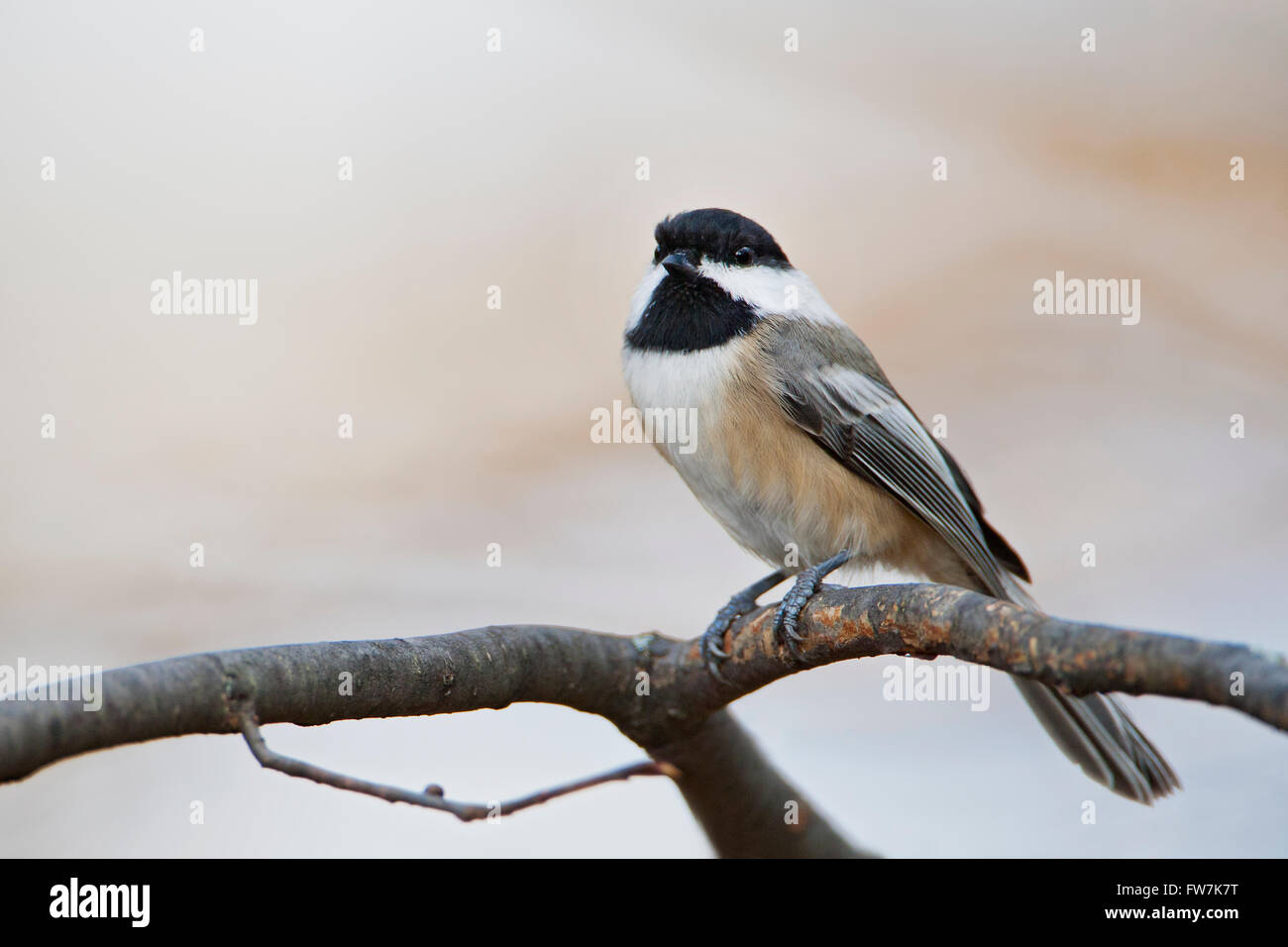 Poecile carolinensis hi-res stock photography and images - Alamy
