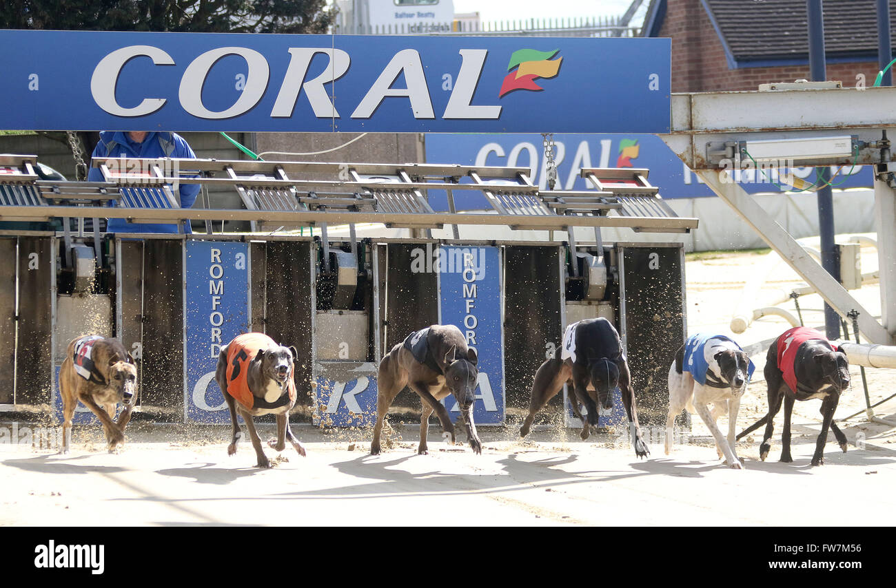 March 30, 2016 - Coral Romford Greyhound Stadium racing Stock Photo - Alamy