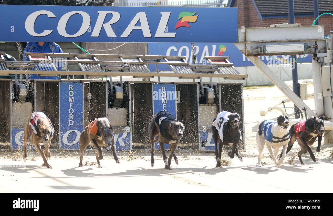 March 30, 2016 - Coral Romford Greyhound Stadium racing Stock Photo - Alamy