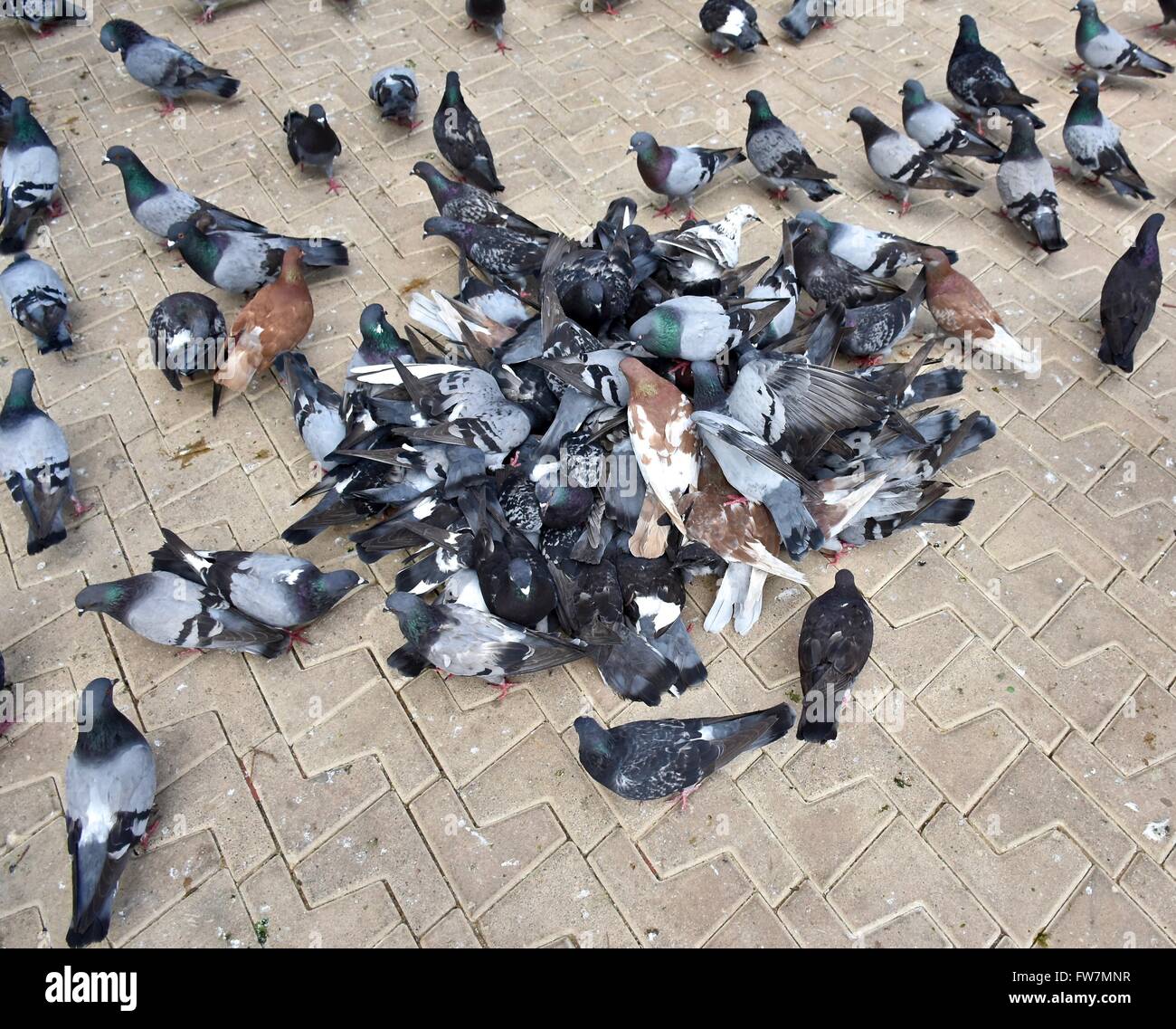 Pigeons feeding in the park Stock Photo - Alamy