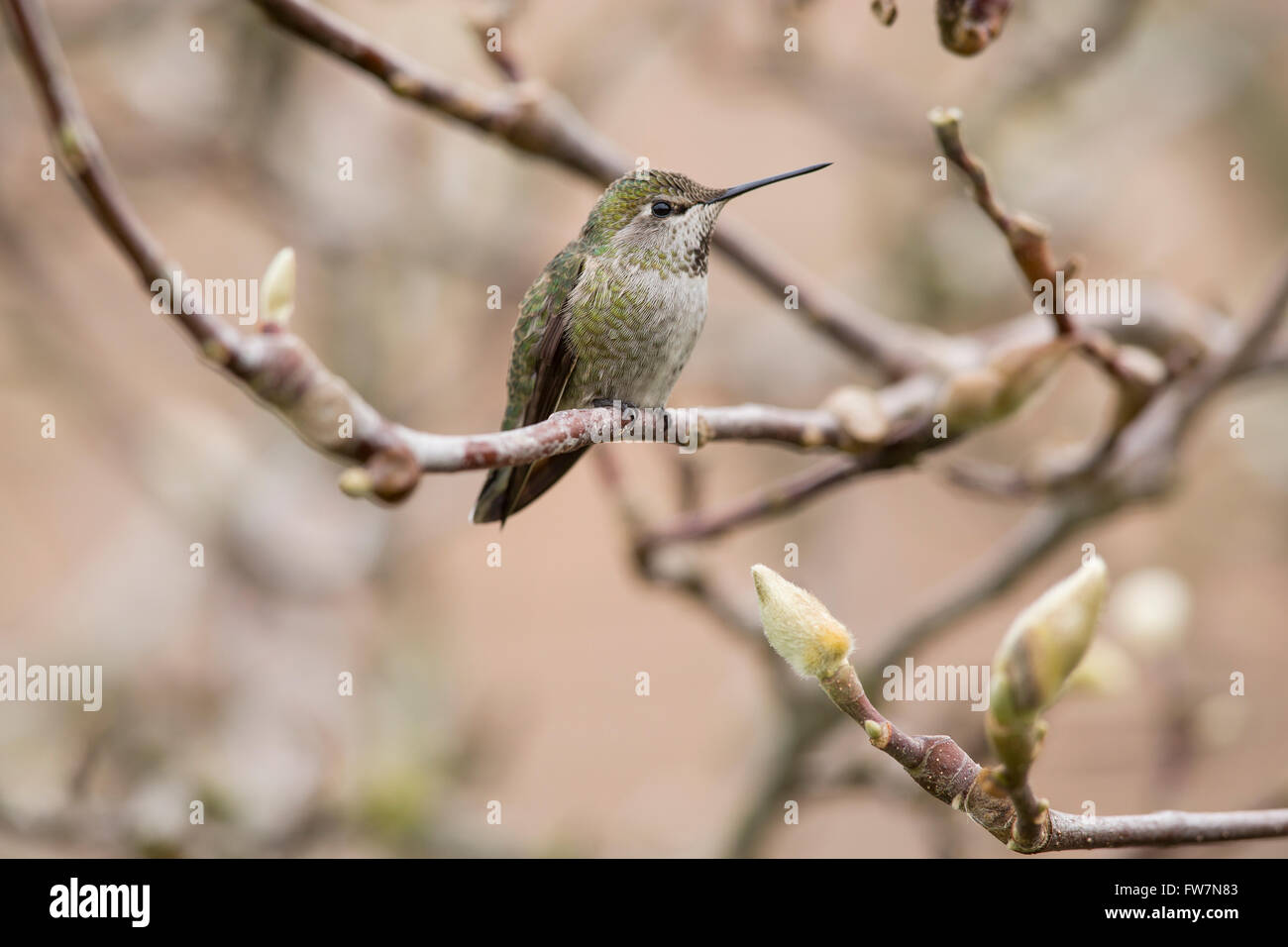 Female anna hummingbird hi-res stock photography and images - Alamy