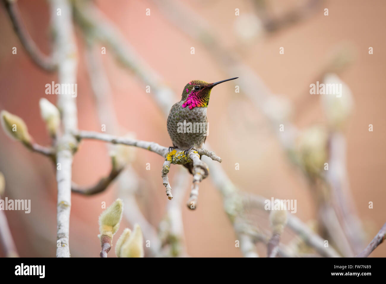 Male Anna's hummingbird (Calypte anna) perched on a branch of a tulip ...