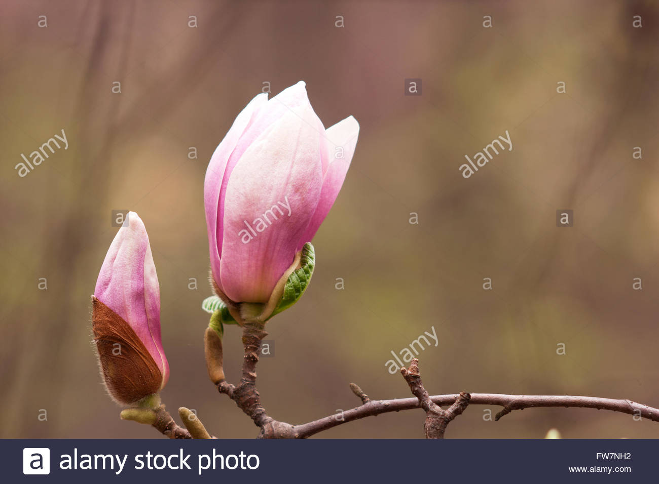 Magnolia Liliflora Stock Photos & Magnolia Liliflora Stock Images - Alamy