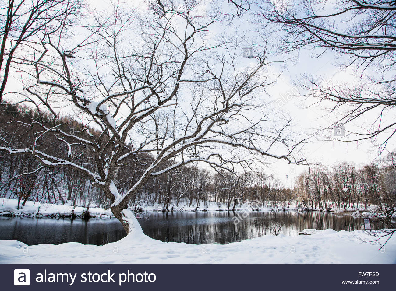 Numa Pompilius Stock Photos & Numa Pompilius Stock Images - Alamy Numa Pompilius Stock Photos & Numa Pompilius Stock Images - Alamy