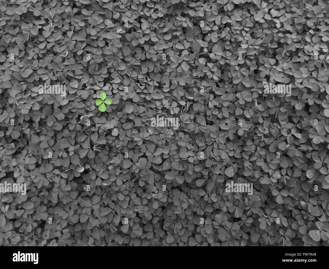 Clover background in the garden Stock Photo - Alamy
