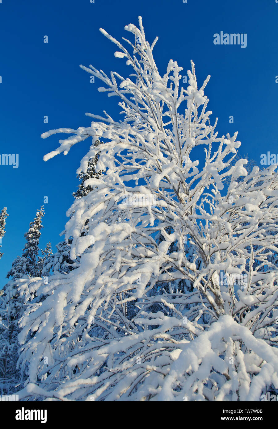 Winter landscape.snow-covered branches of trees and shrubs Stock Photo ...