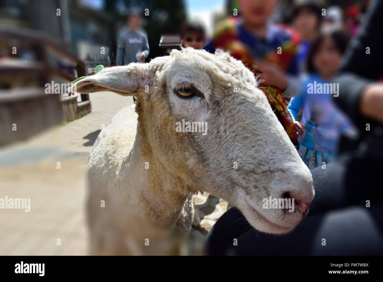 Close the gate of the pen properly to prevent the sheep from getting ...