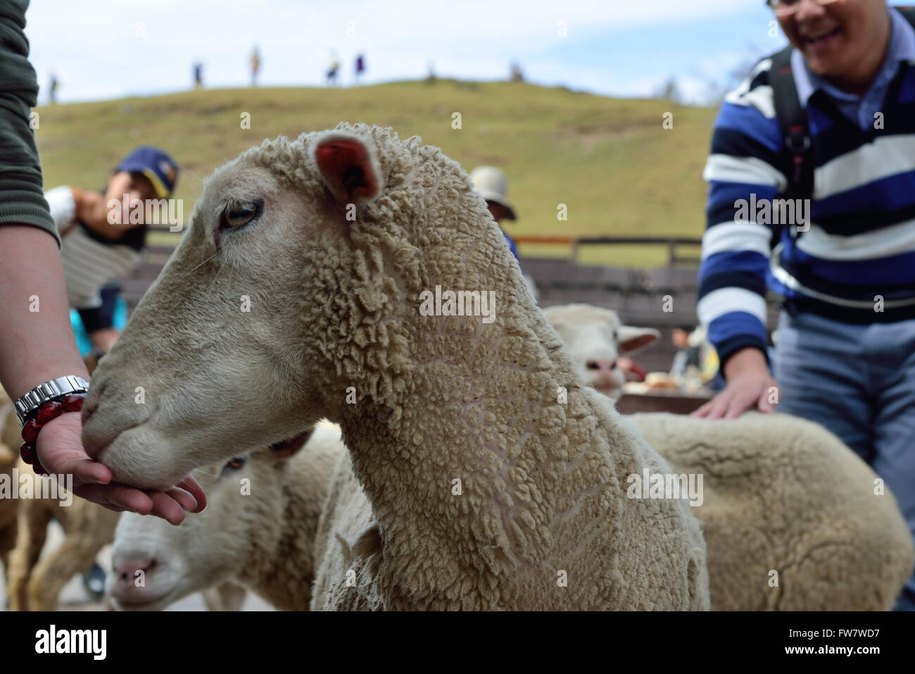 Close the gate of the pen properly to prevent the sheep from getting ...