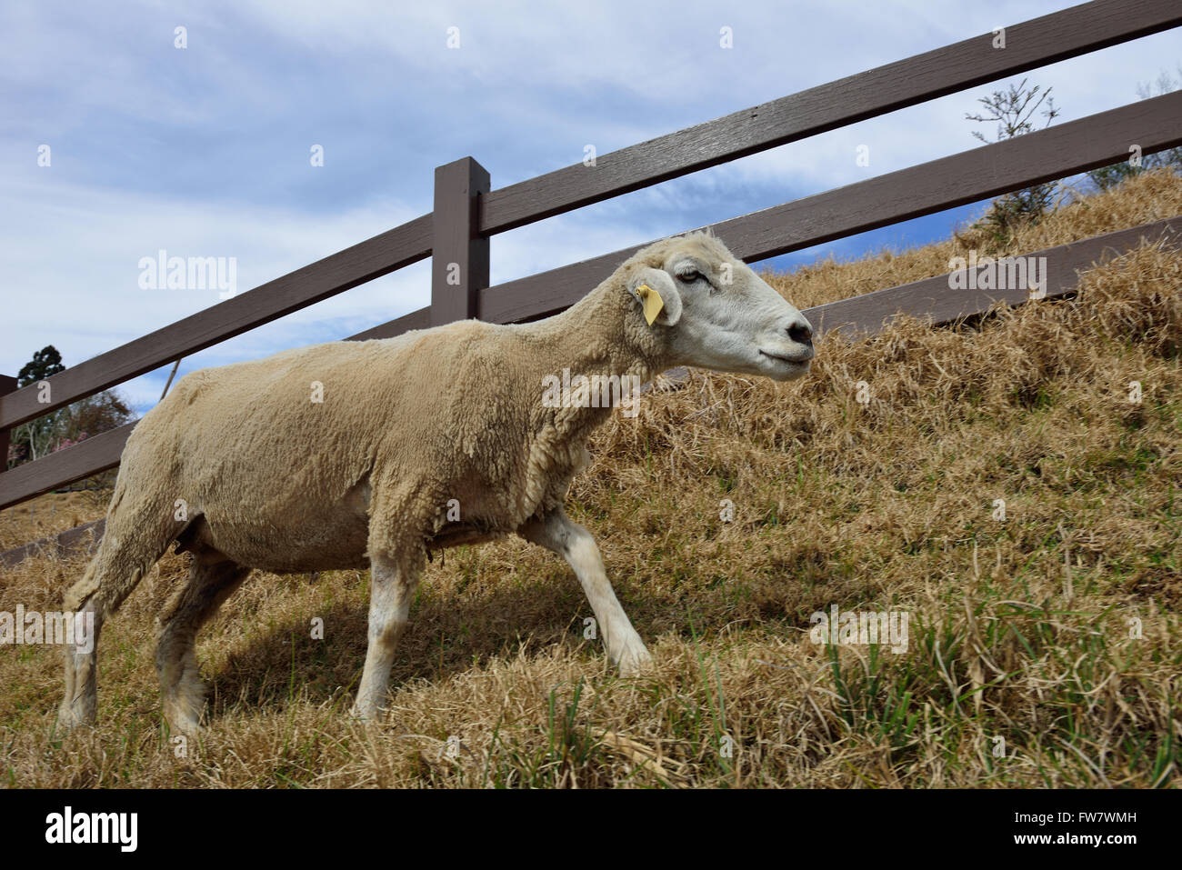 Close the gate of the pen properly to prevent the sheep from getting ...