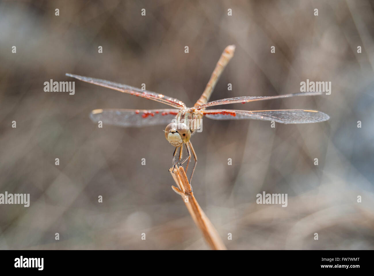 Dragonfly macro image of insect Stock Photo - Alamy