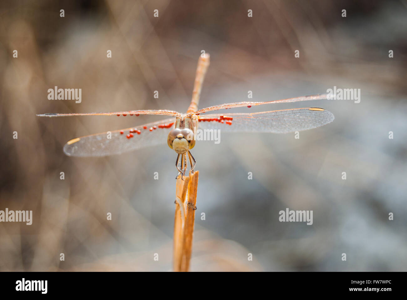 Dragonfly macro image of insect Stock Photo - Alamy