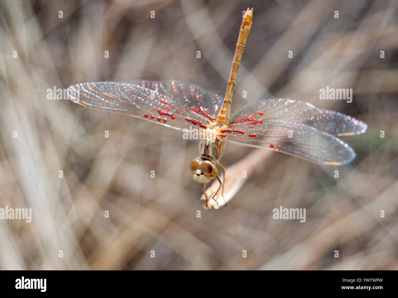Dragonfly macro image of insect Stock Photo - Alamy