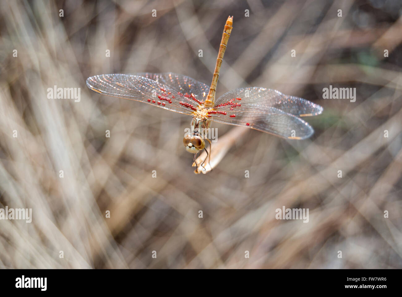 Dragonfly macro image of insect Stock Photo - Alamy