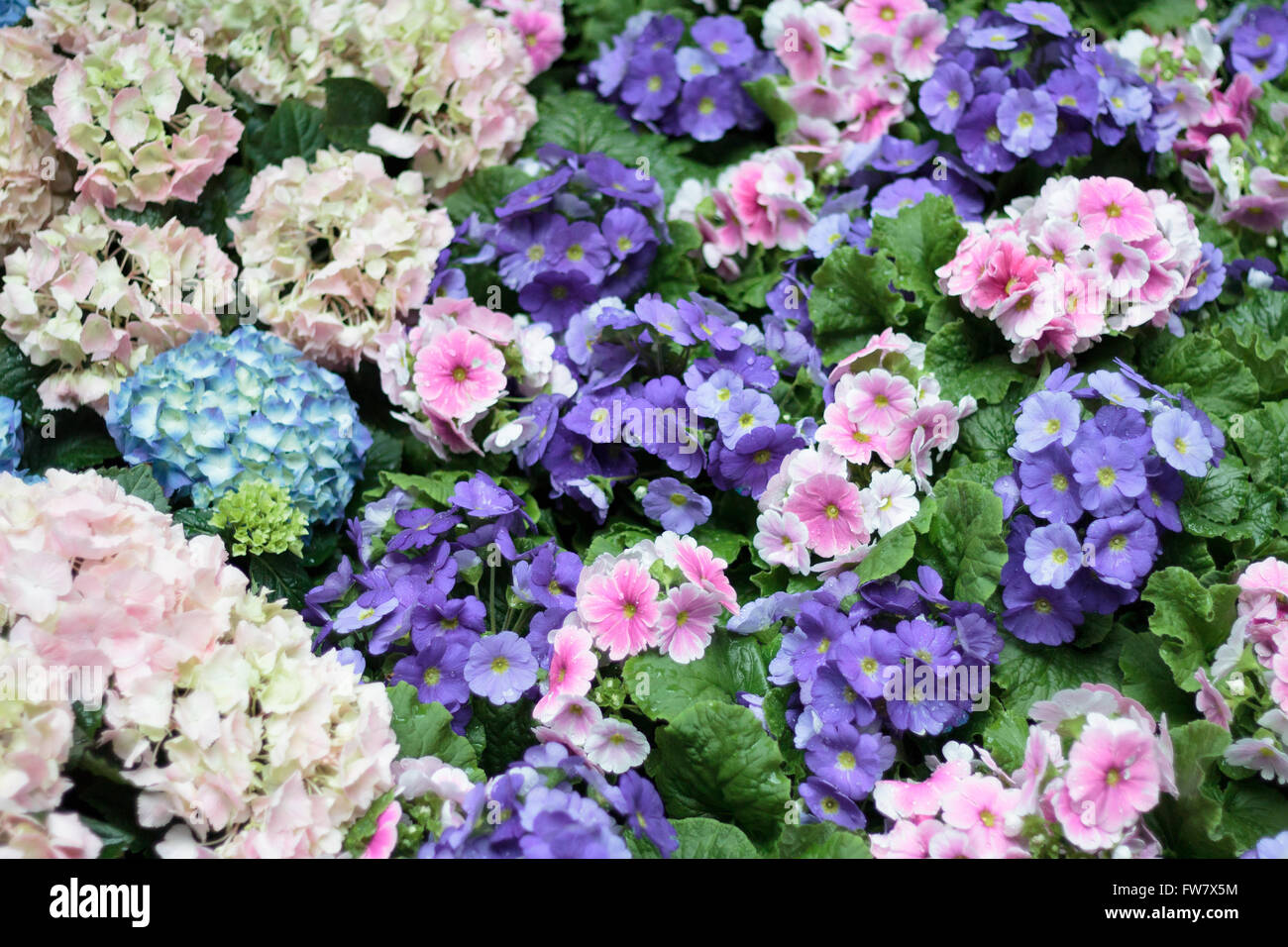 Pink, purple flowers in flowerbed during early spring Stock Photo - Alamy