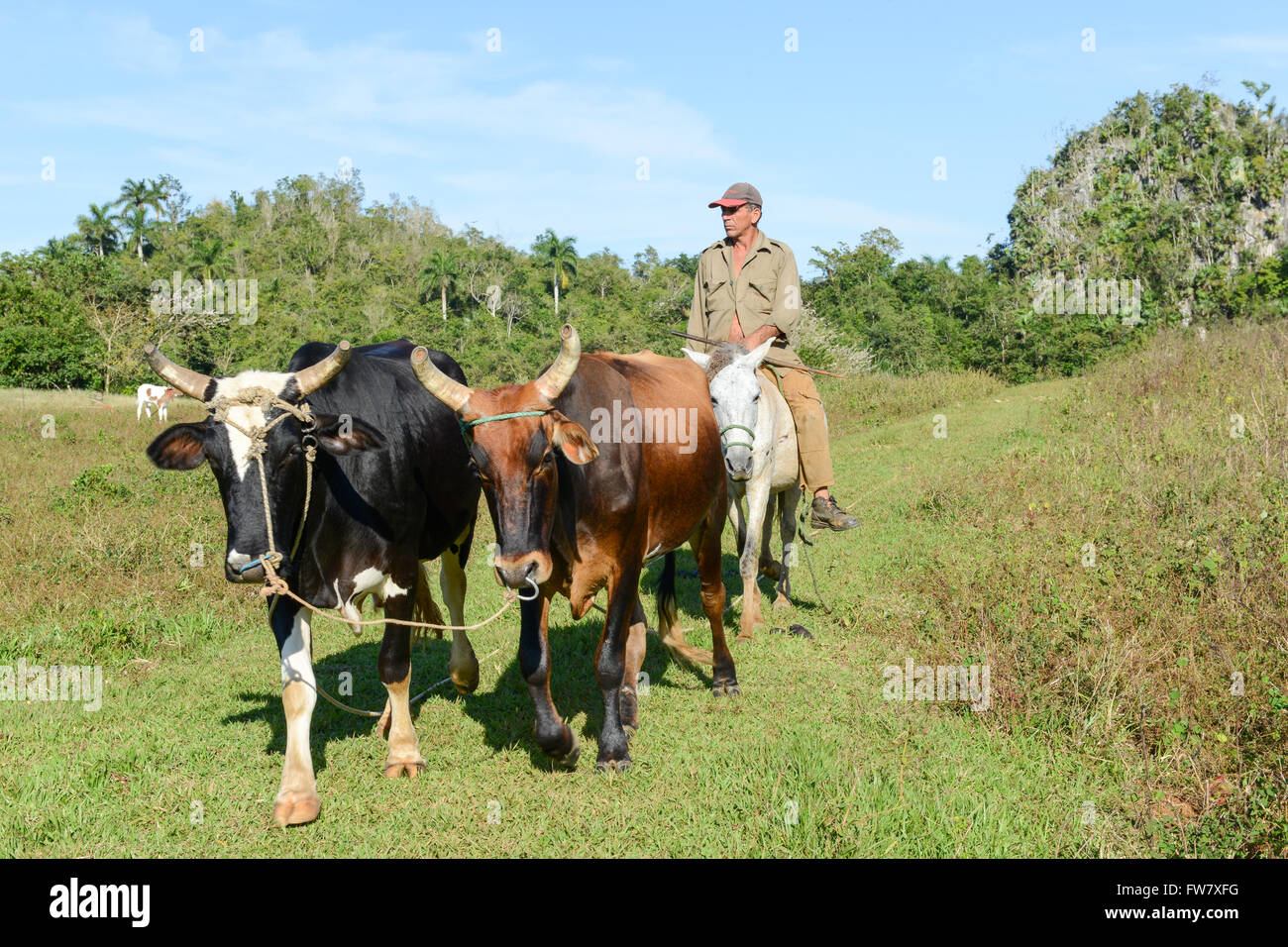 Vinales, Cuba - 25 january 2016: man conducting two cows on riding a ...