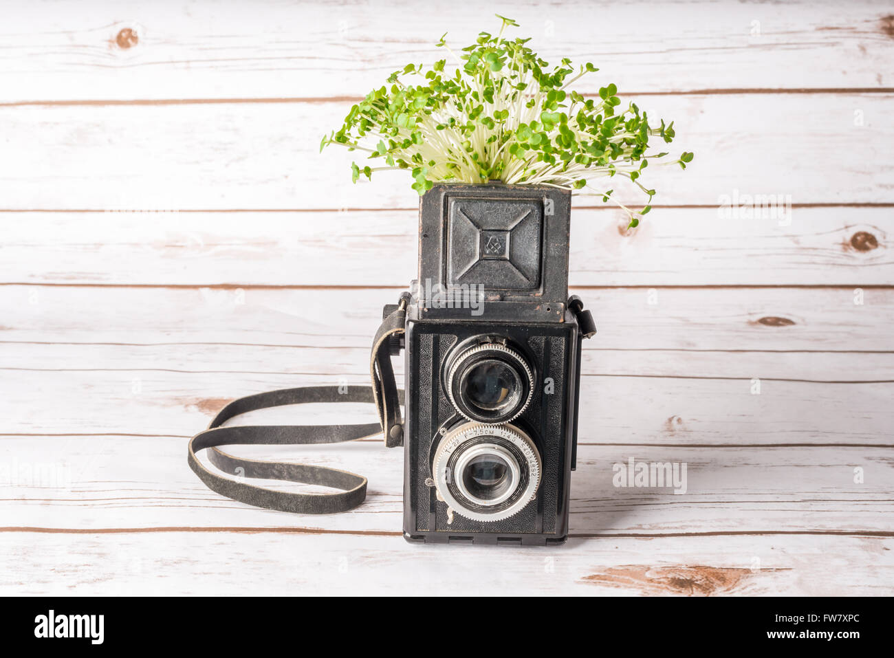 Green plant in a vintage camera signifying growth and development of a ...