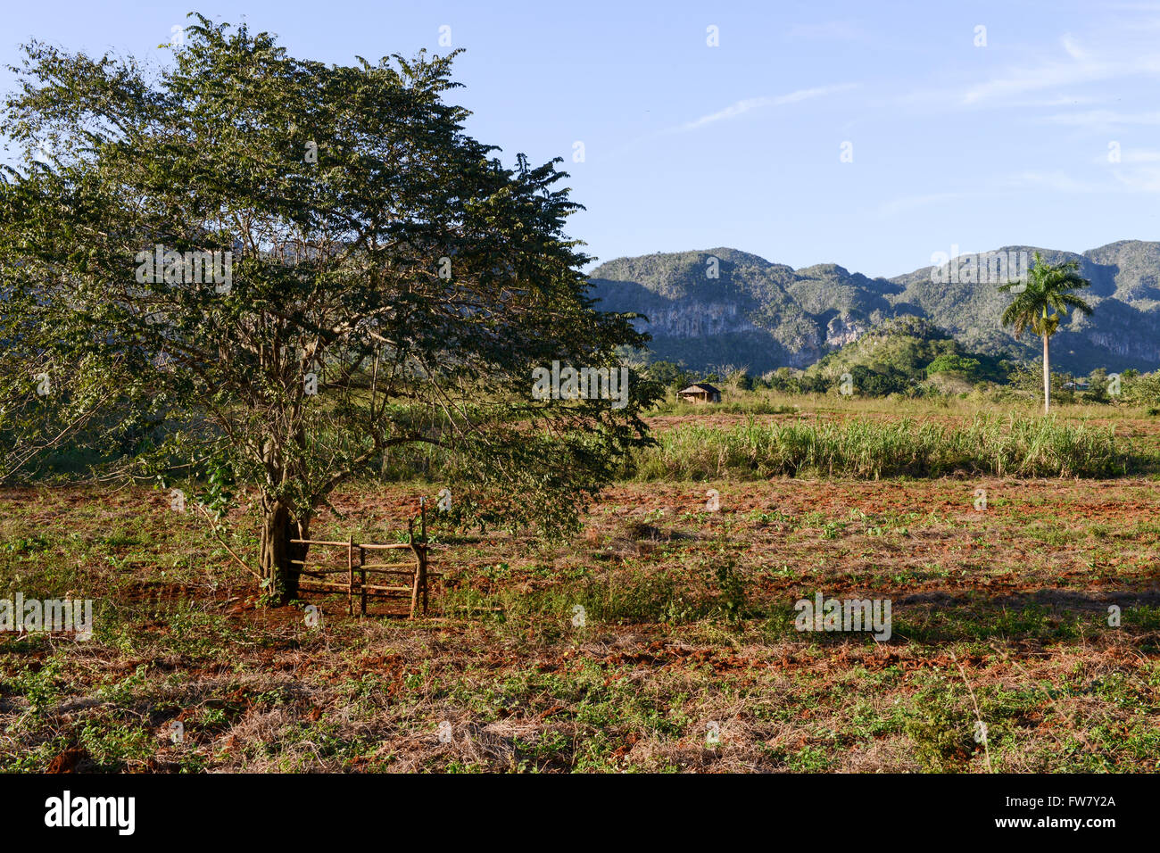Landscape with mogotes in Vinales Valley, Cuba Stock Photo - Alamy