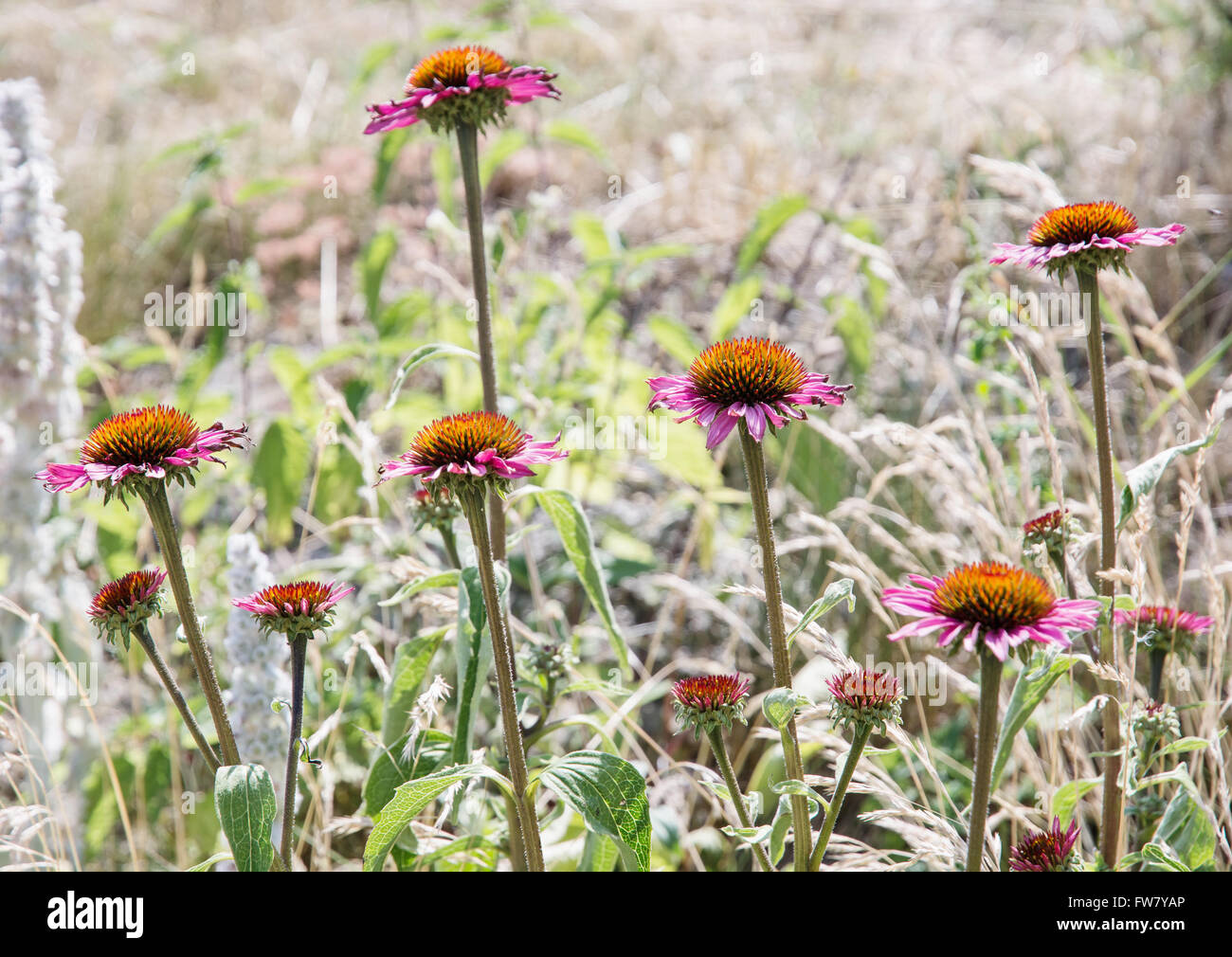 Purple coneflowers echinacea close hi-res stock photography and images ...