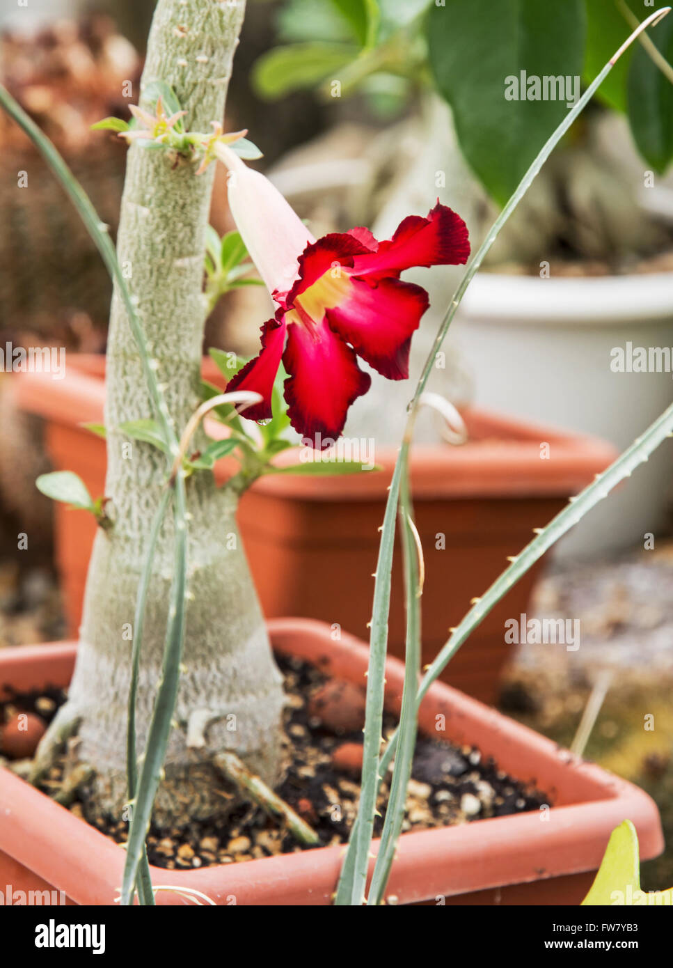 Close up of flowering cactus. Gardening theme. Beauty in nature Stock ...