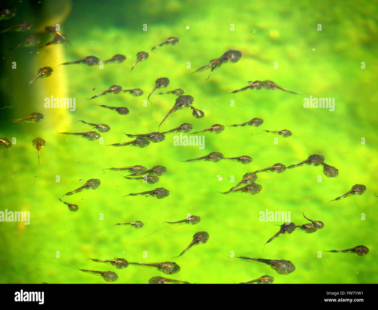 Tadpoles in water hi-res stock photography and images - Alamy