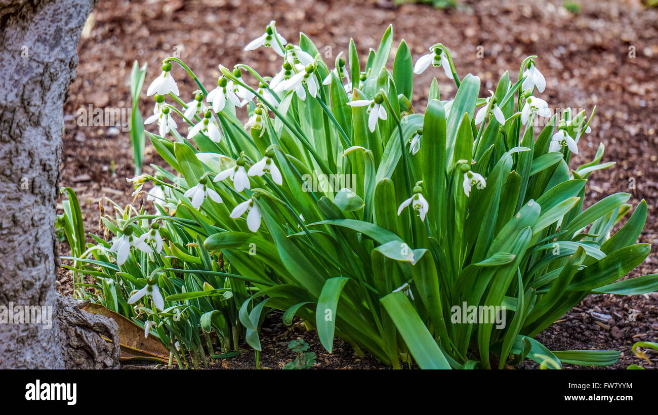 First spring flowers group hi-res stock photography and images - Alamy