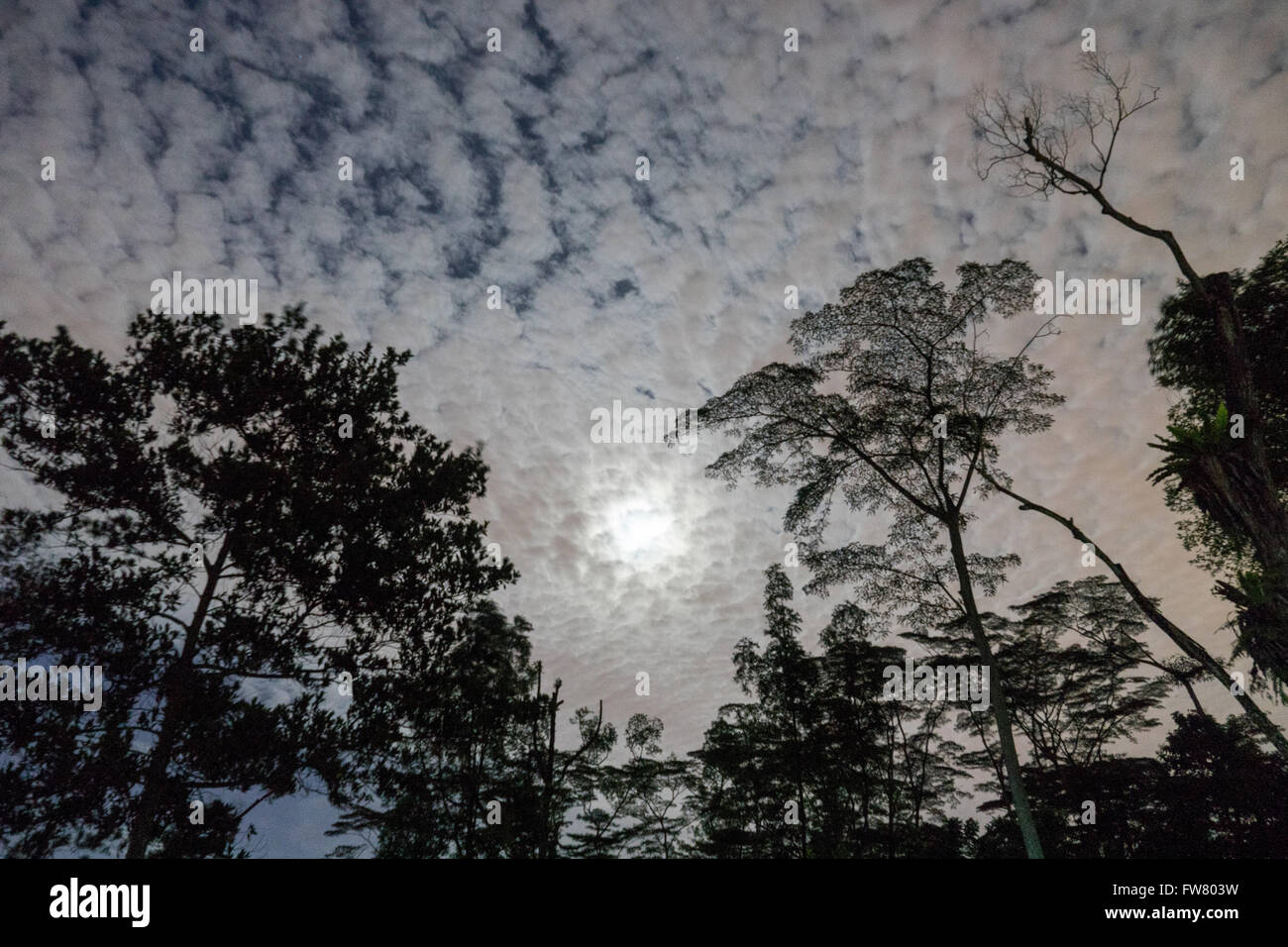 Moonlight through trees hi-res stock photography and images - Alamy