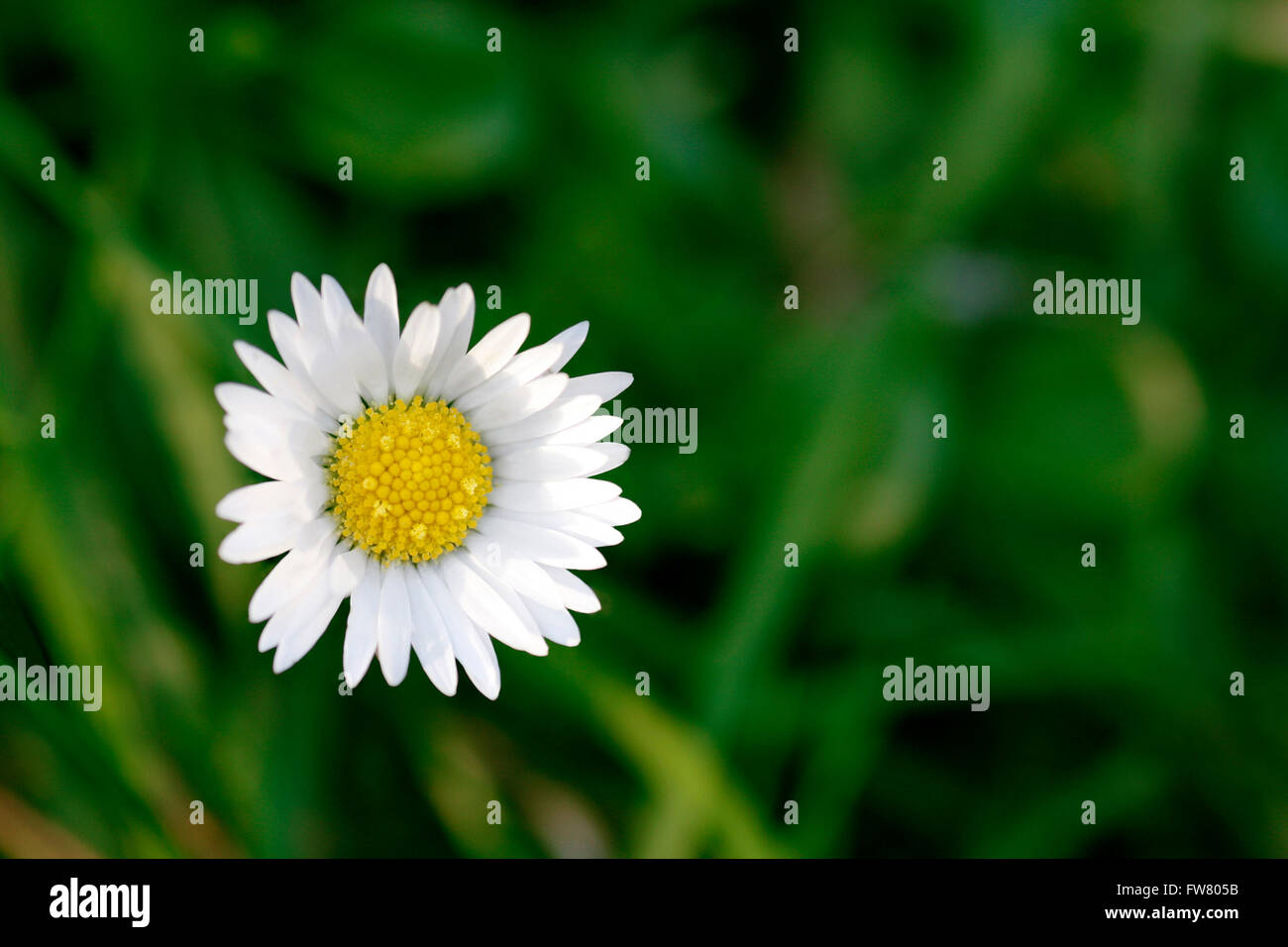 Single daisy against a green background Stock Photo - Alamy