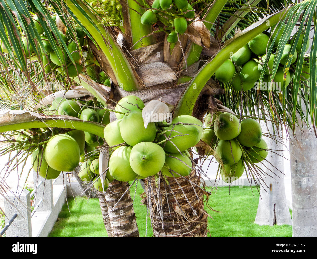Coconut palm tree in the garden Stock Photo - Alamy