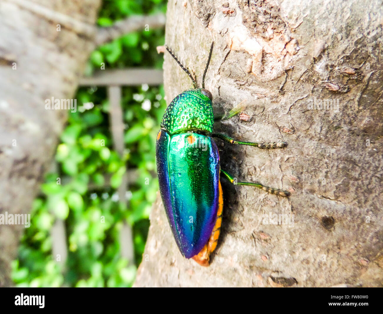 Metallic wood boring beetles hi-res stock photography and images - Alamy