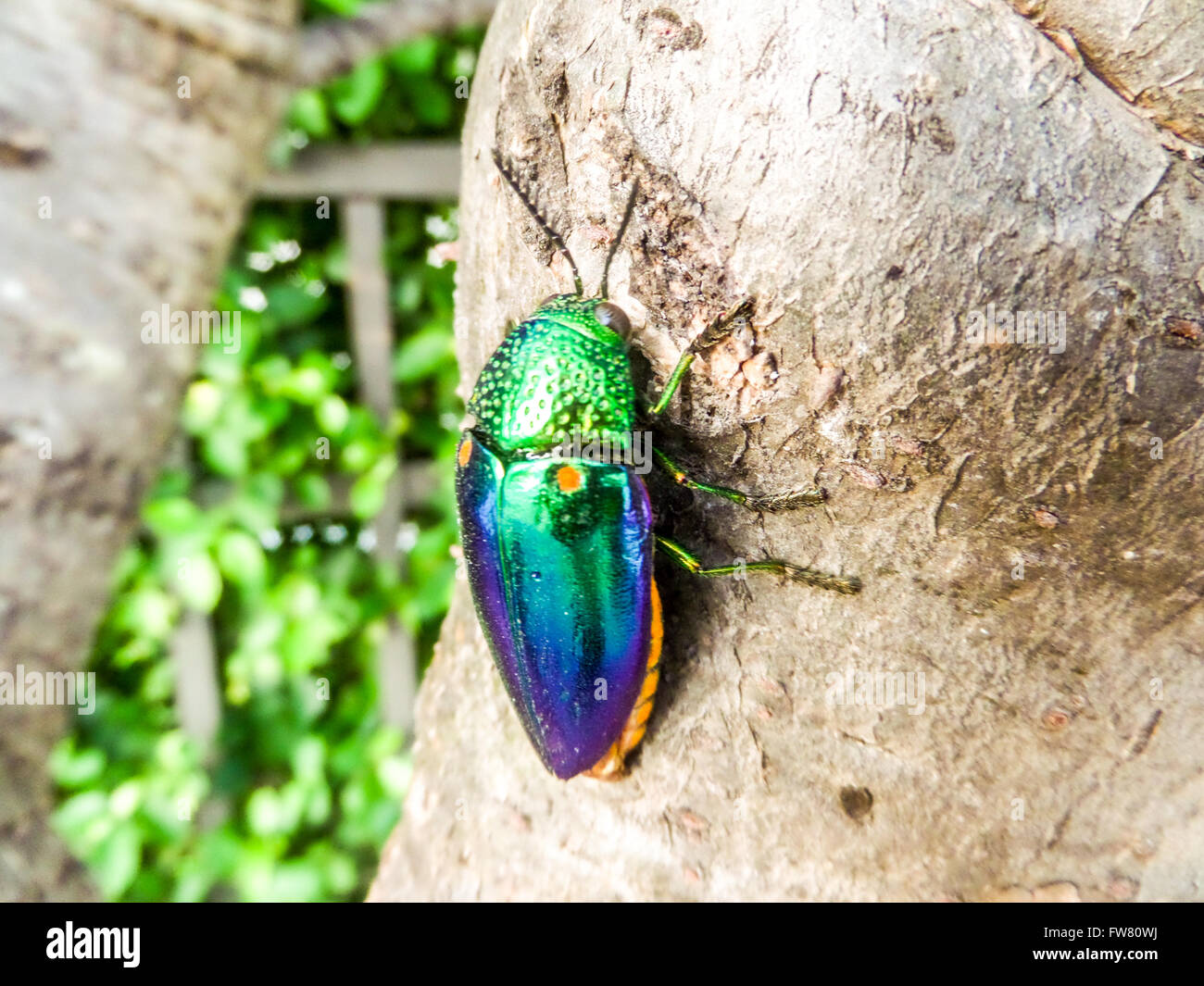 Jade green beetle hi-res stock photography and images - Alamy