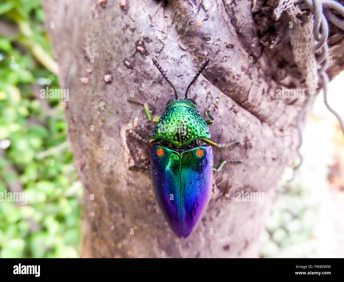 Jewel beetle hi-res stock photography and images - Alamy