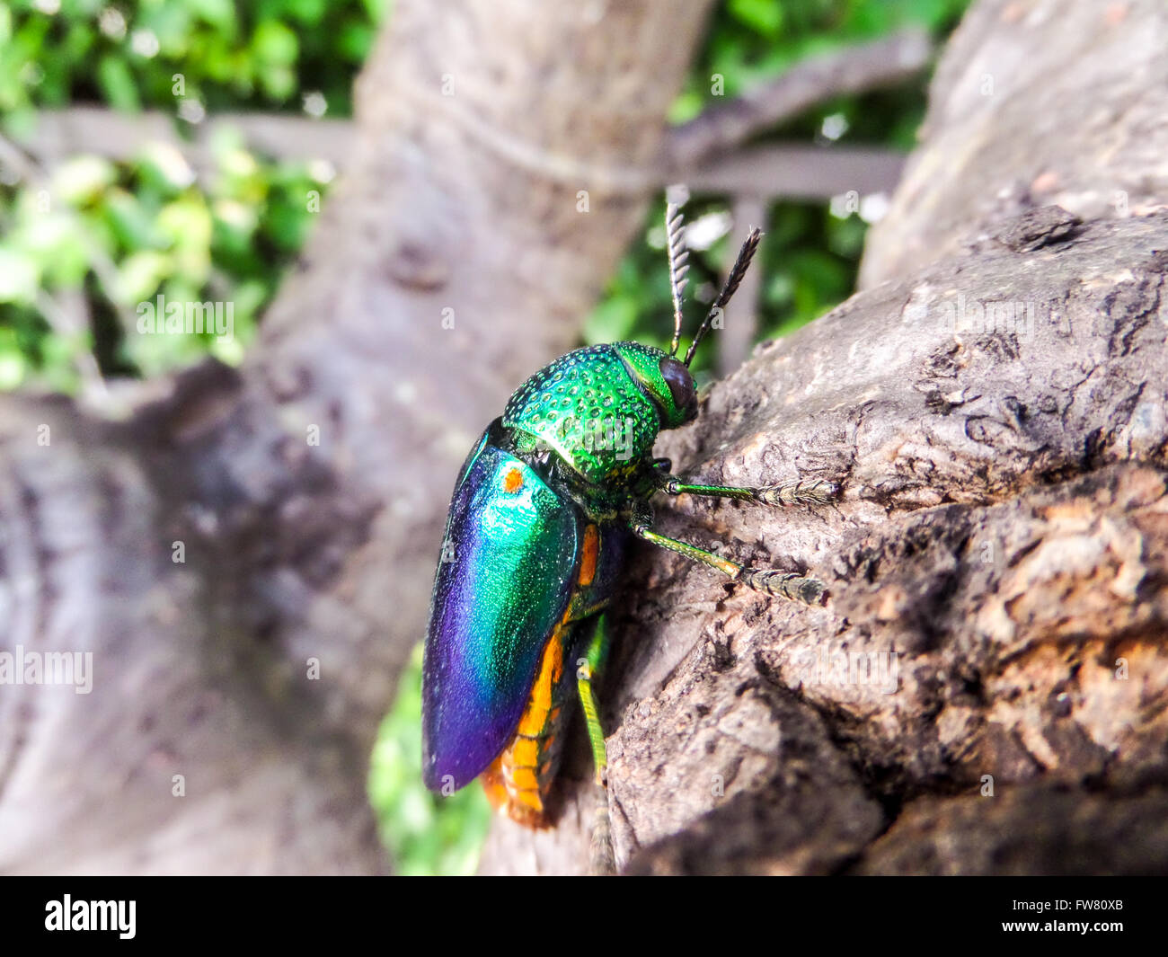 Buprestidae is a family of beetles known as jewel beetles or metallic ...