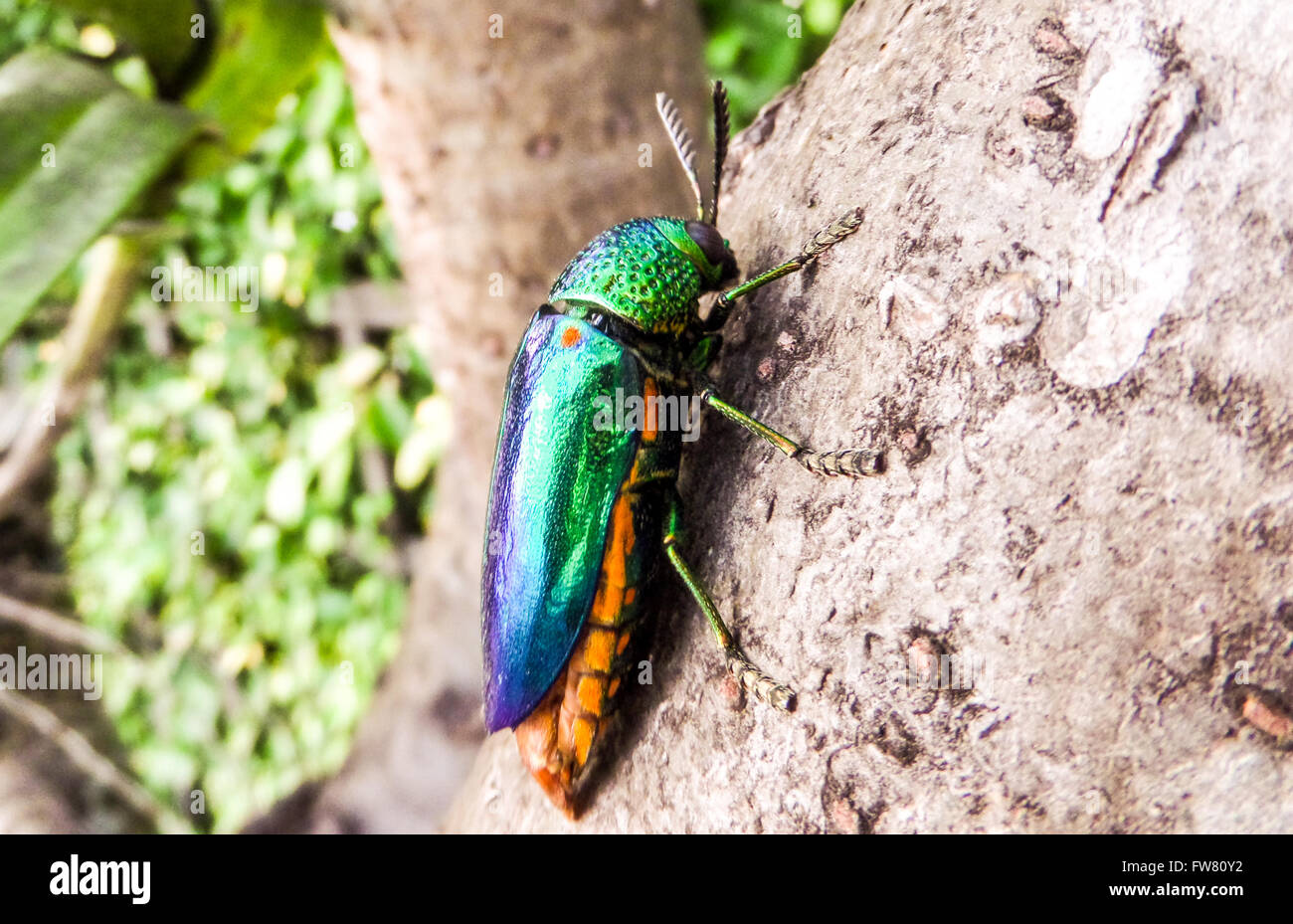 Buprestidae is a family of beetles known as jewel beetles or metallic ...