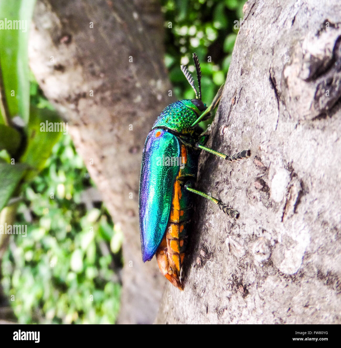 Buprestidae is a family of beetles known as jewel beetles or metallic ...