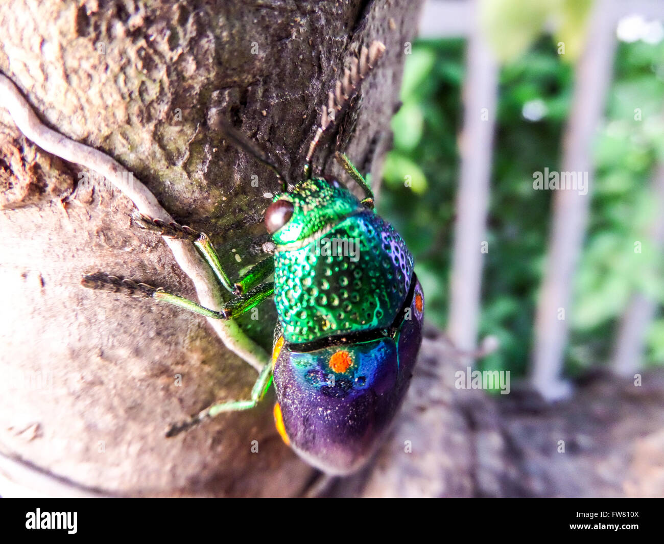 Buprestidae is a family of beetles known as jewel beetles or metallic ...