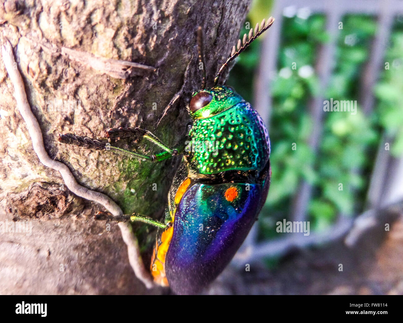 Buprestidae is a family of beetles known as jewel beetles or metallic ...