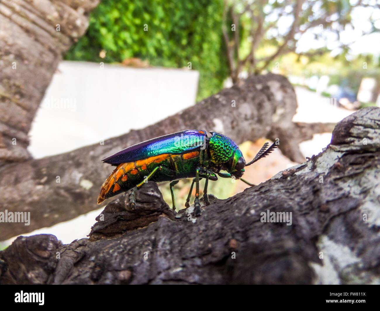 Buprestidae is a family of beetles known as jewel beetles or metallic ...