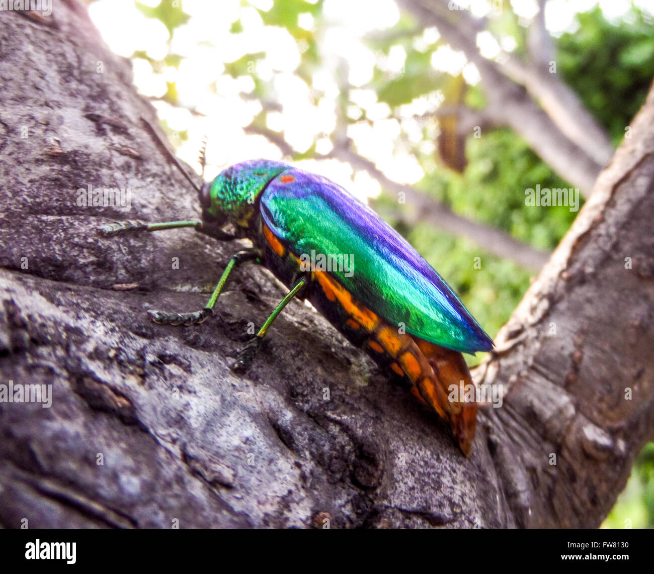 Buprestidae is a family of beetles known as jewel beetles or metallic ...