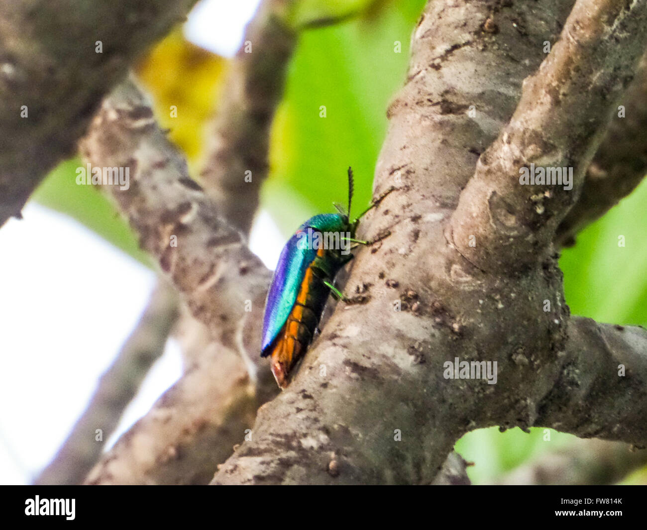 Buprestidae is a family of beetles known as jewel beetles or metallic ...