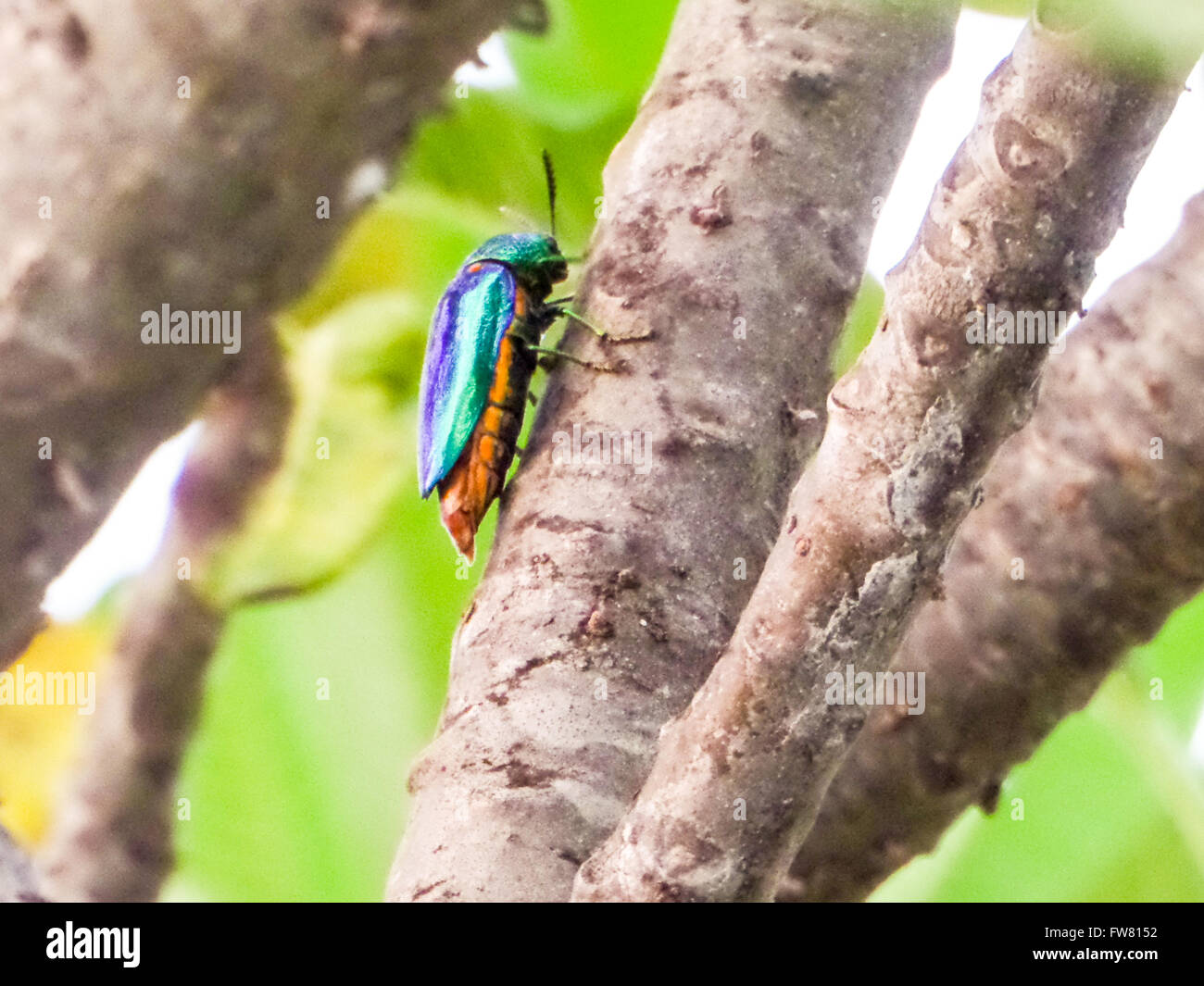 Buprestidae is a family of beetles known as jewel beetles or metallic ...