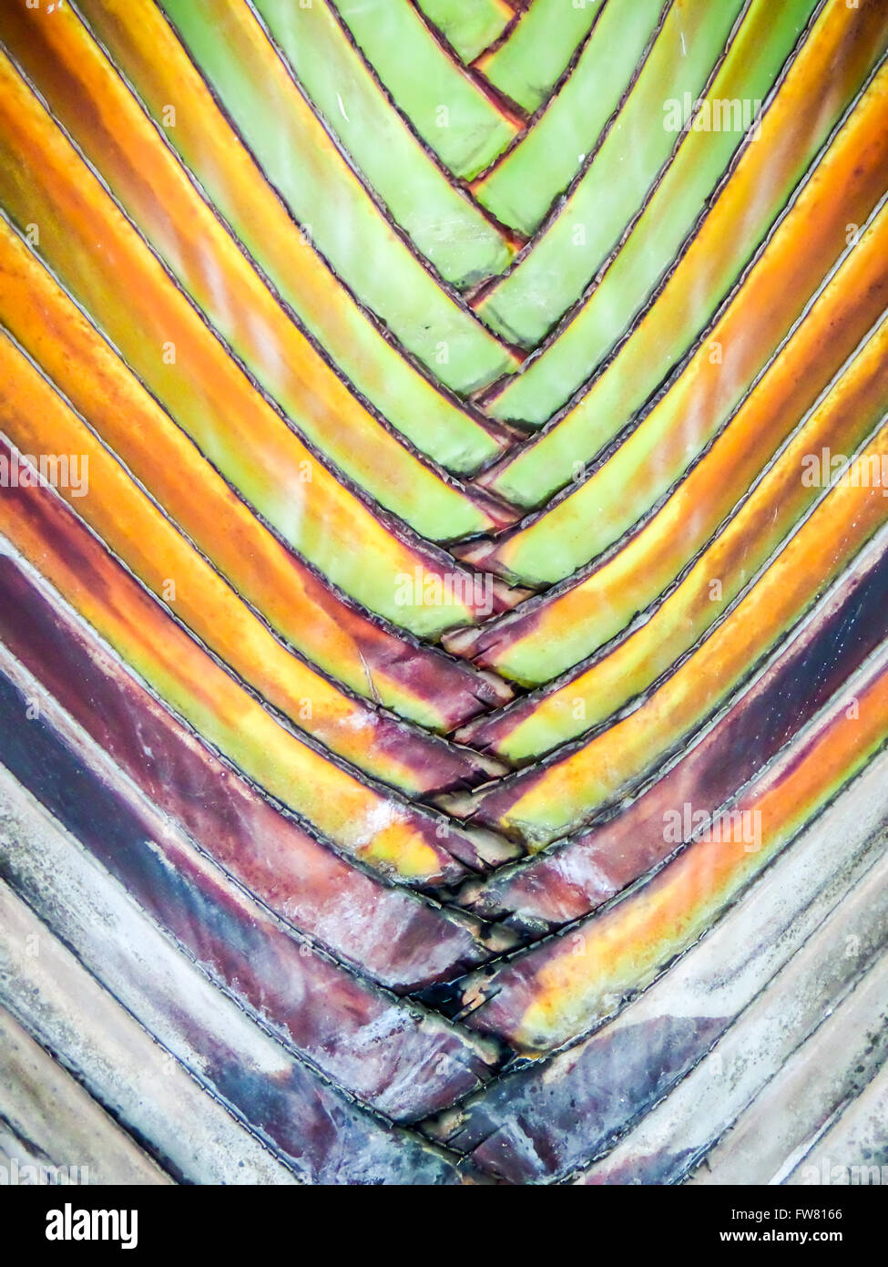 Palm tree body old and young tone color Stock Photo - Alamy