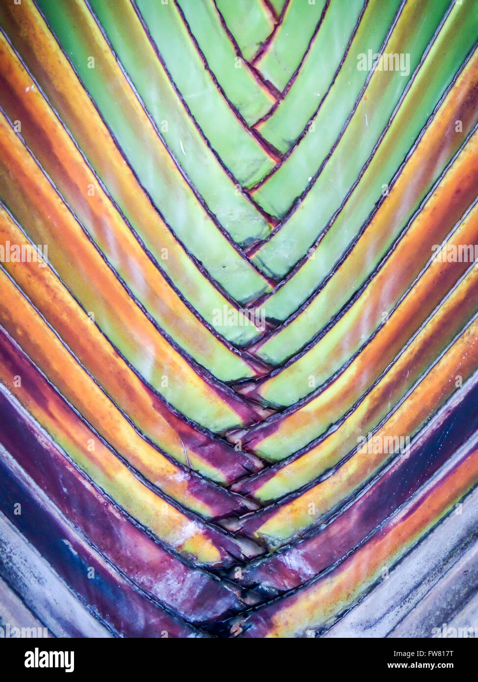 Palm tree body old and young tone color Stock Photo - Alamy