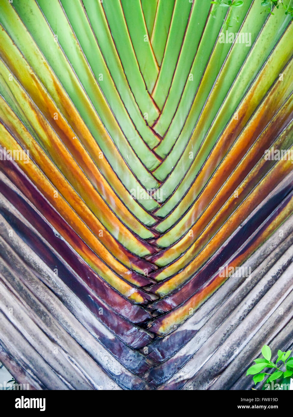 Palm tree body old and young tone color Stock Photo - Alamy