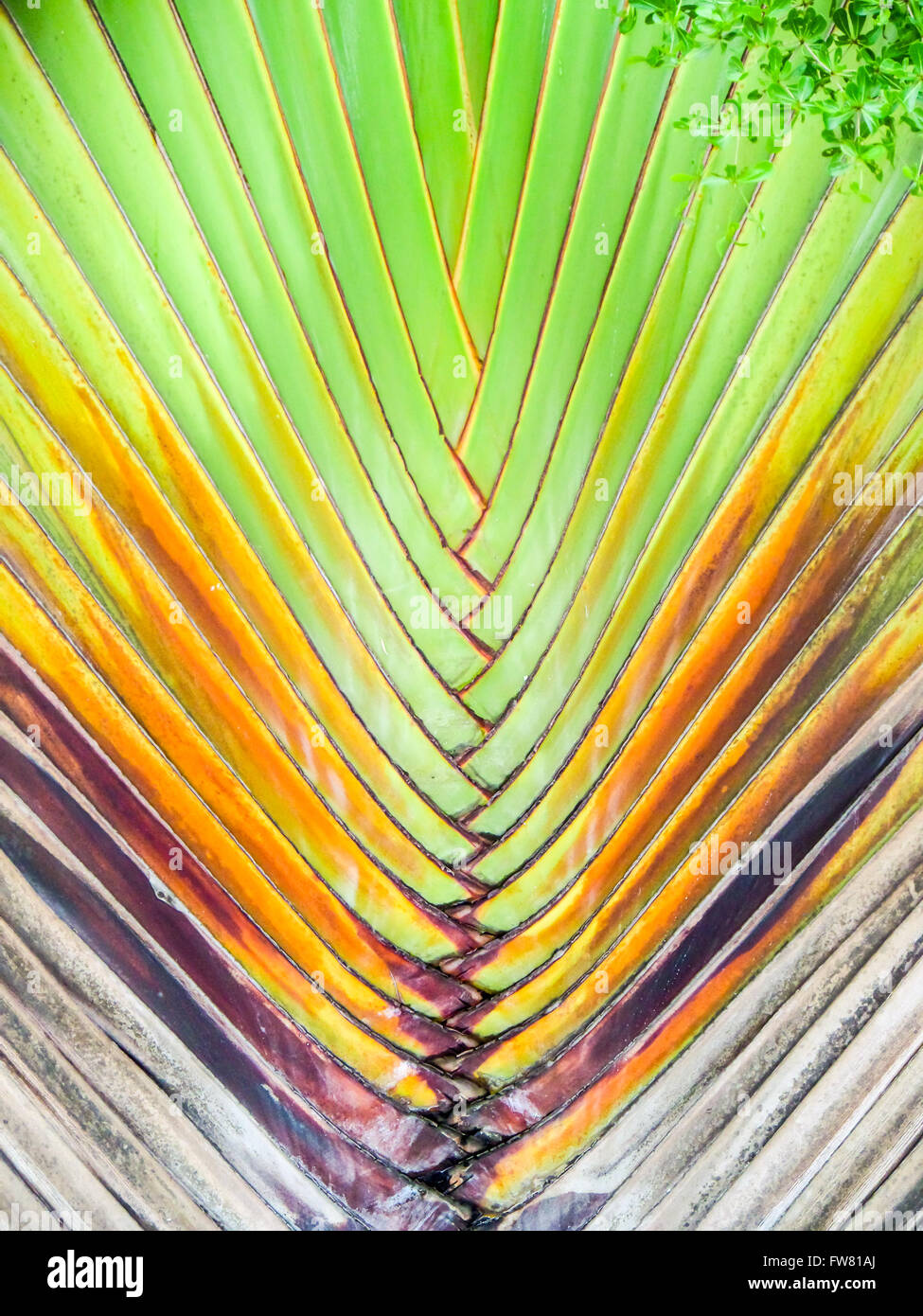 Palm tree body old and young tone color Stock Photo - Alamy