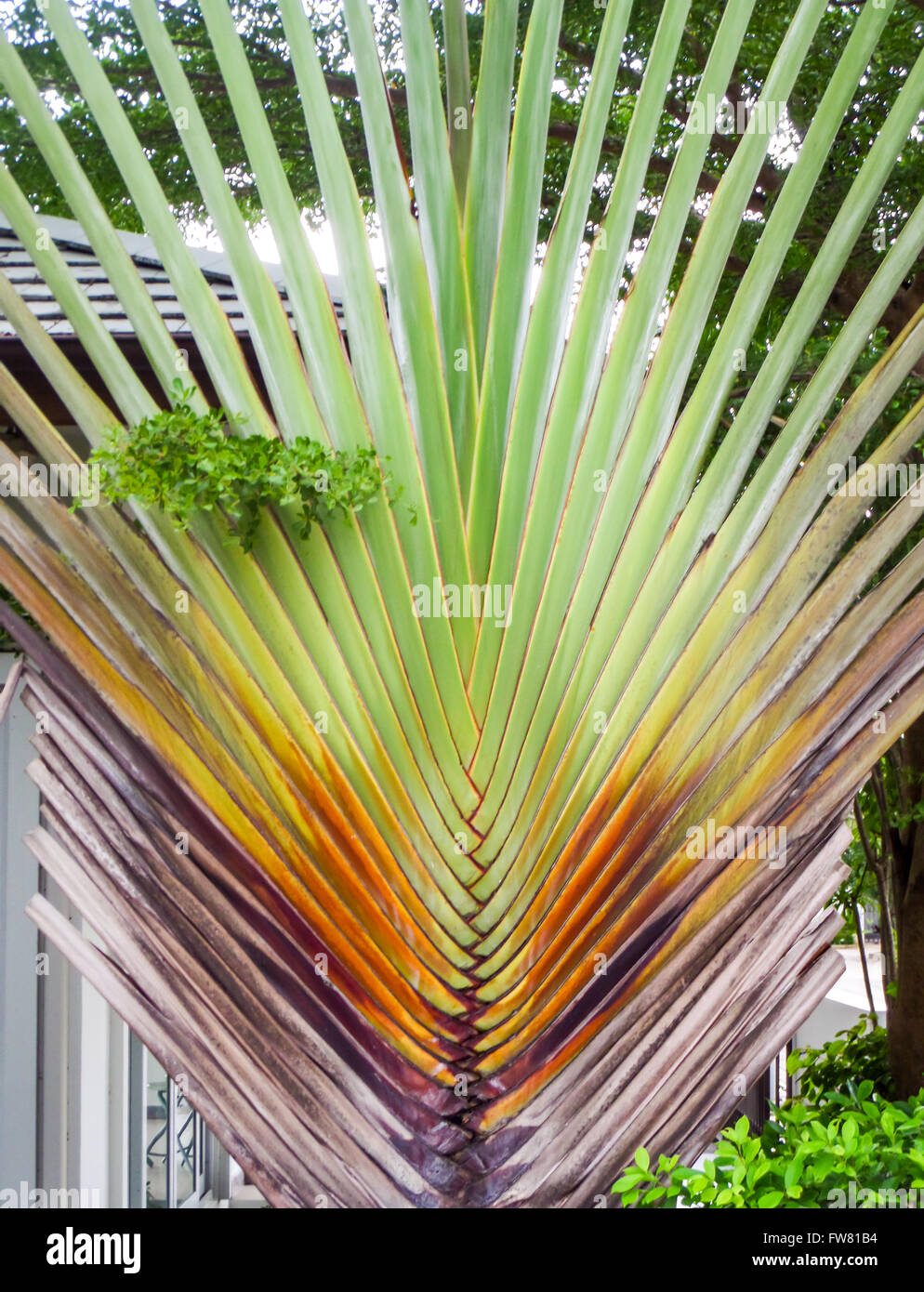 Palm tree body old and young tone color Stock Photo - Alamy