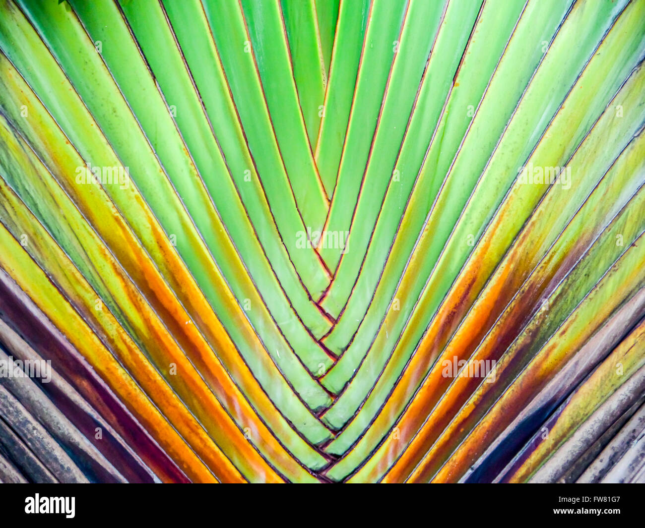 Palm tree body old and young tone color Stock Photo - Alamy