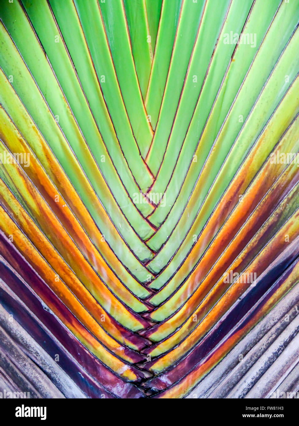 Palm tree body old and young tone color Stock Photo - Alamy