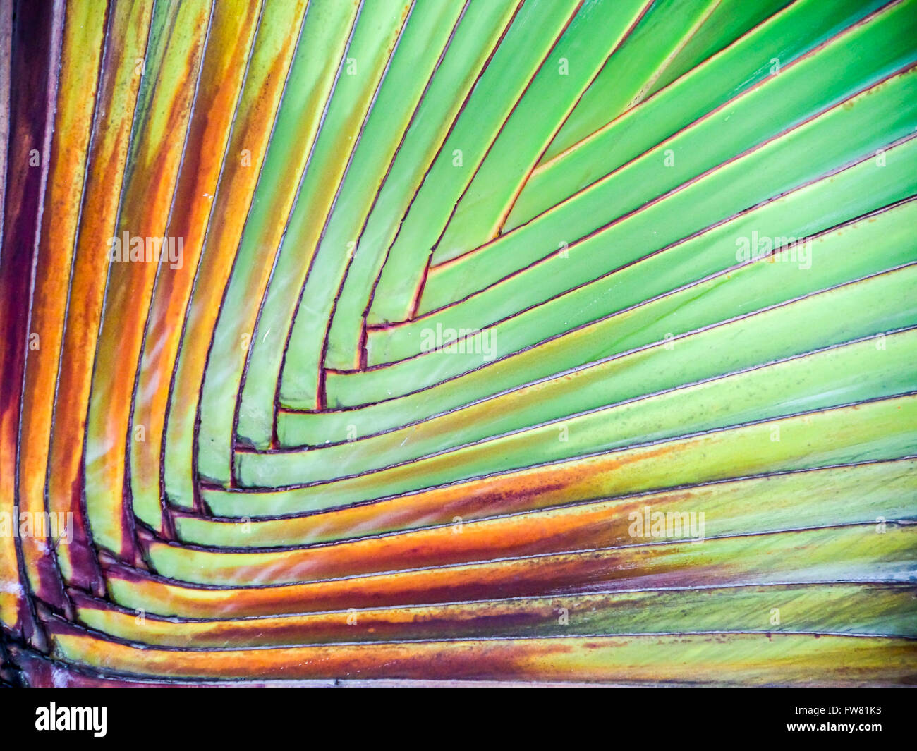 Palm tree body old and young tone color Stock Photo - Alamy