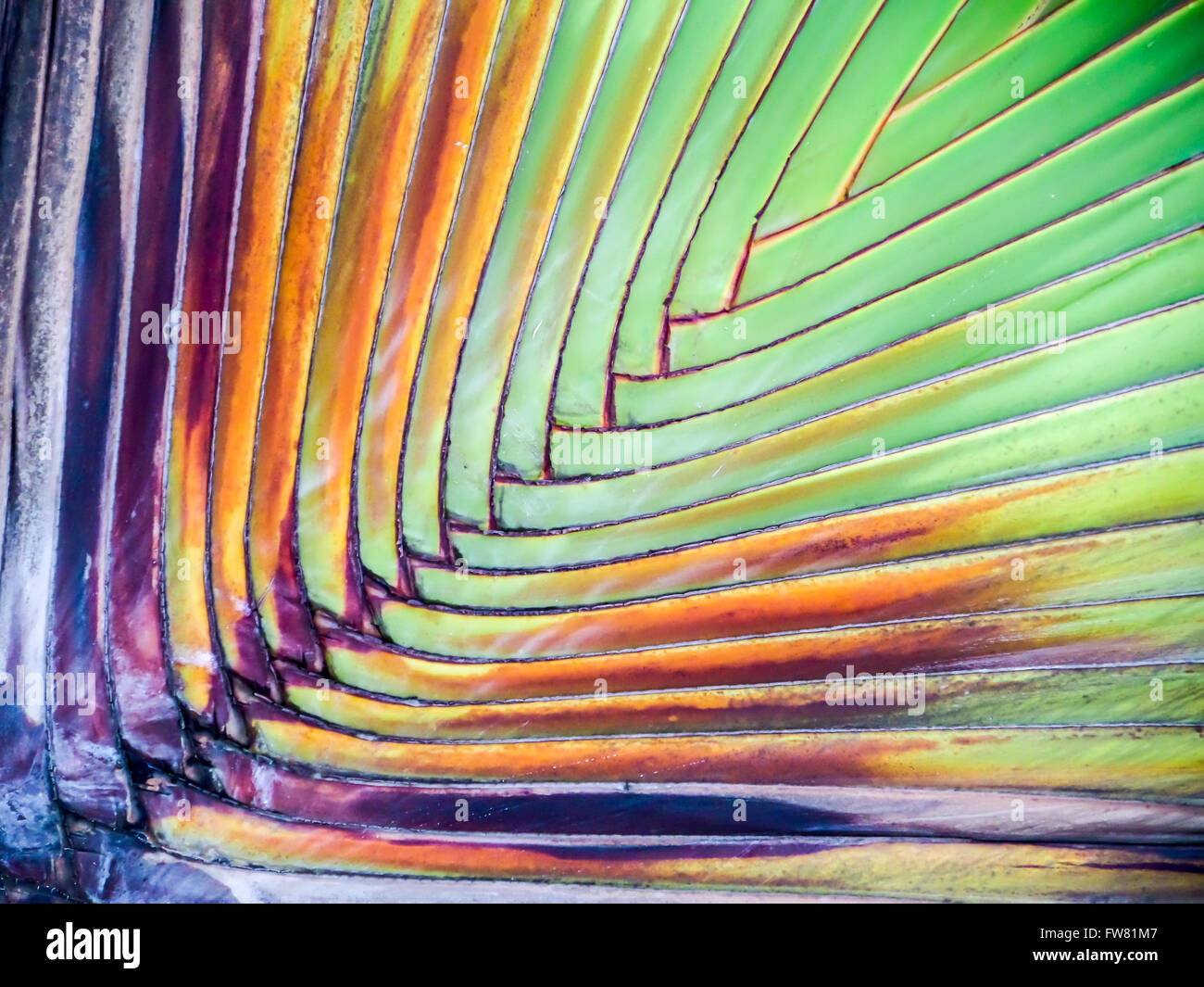 Palm tree body old and young tone color Stock Photo - Alamy